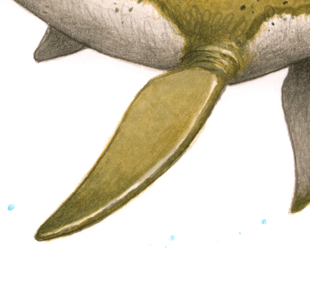 Elasmosaurus platyrus - Esther van Hulsen