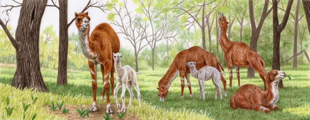 Camelops - Esther van Hulsen