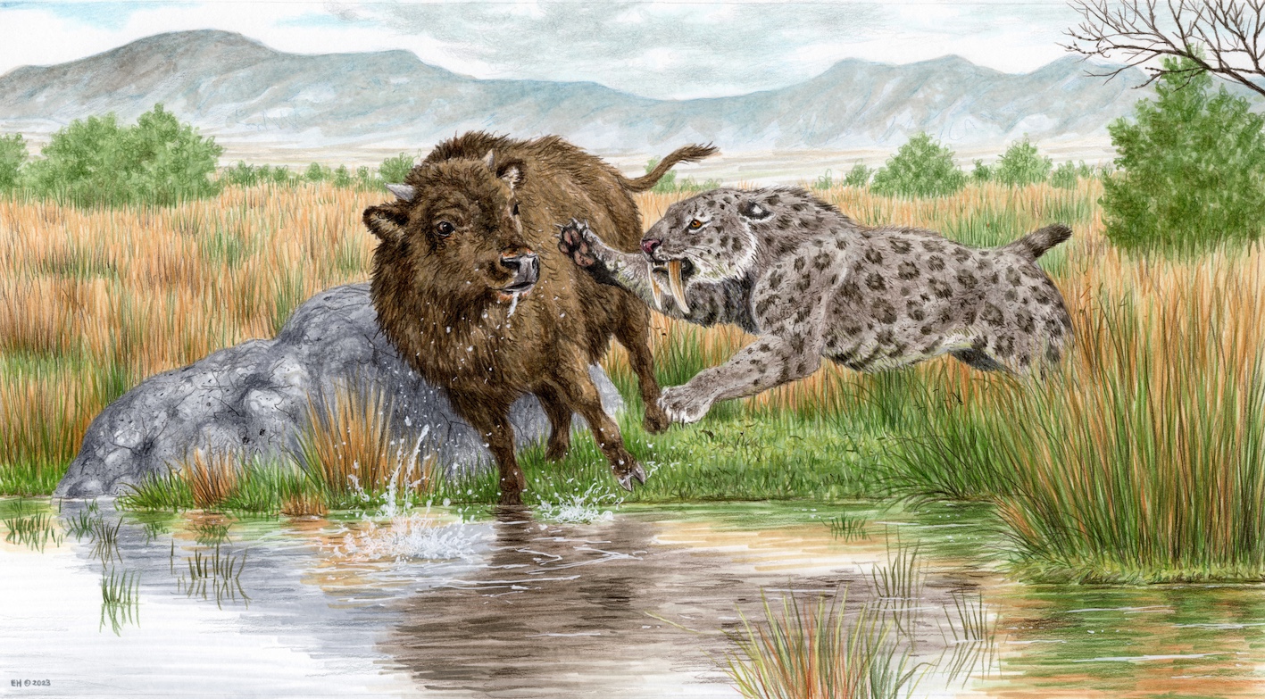 Smilodon and Bison - Esther van Hulsen