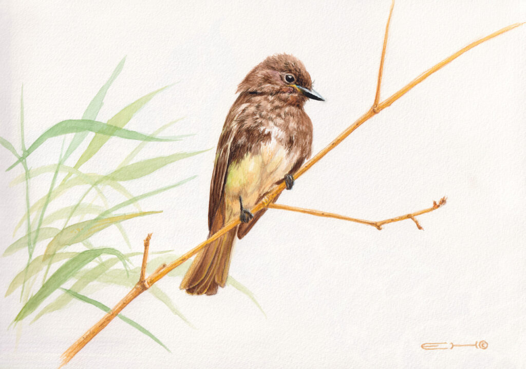 Black Phoebe - Esther van Hulsen