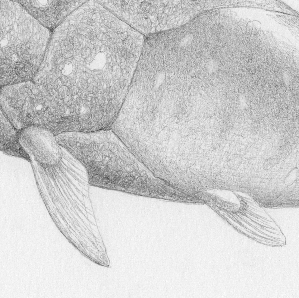 coccosteus - Esther van Hulsen