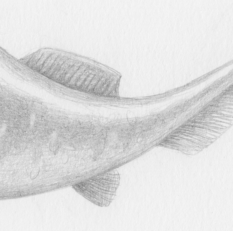 coccosteus - Esther van Hulsen