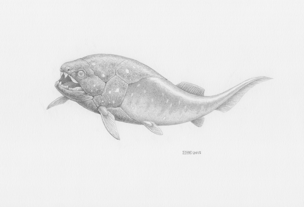 Coccosteus - Esther van Hulsen