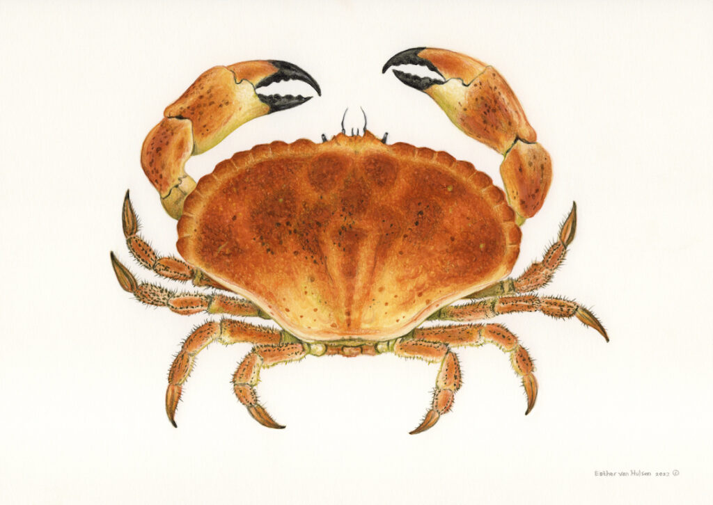 Brown Crab (Cancer pagurus) - Esther van Hulsen