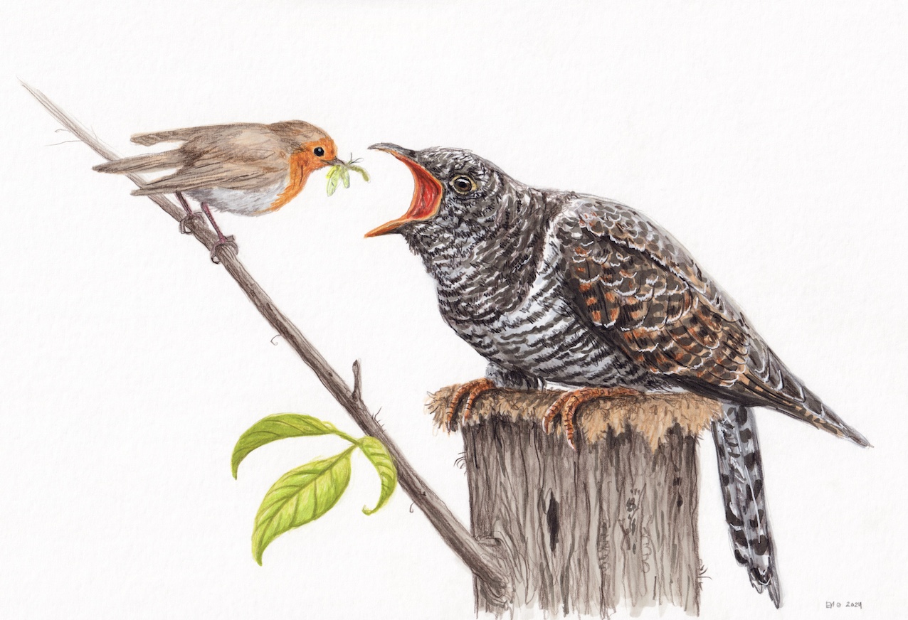 Robin and cuckoo chick - Esther van Hulsen