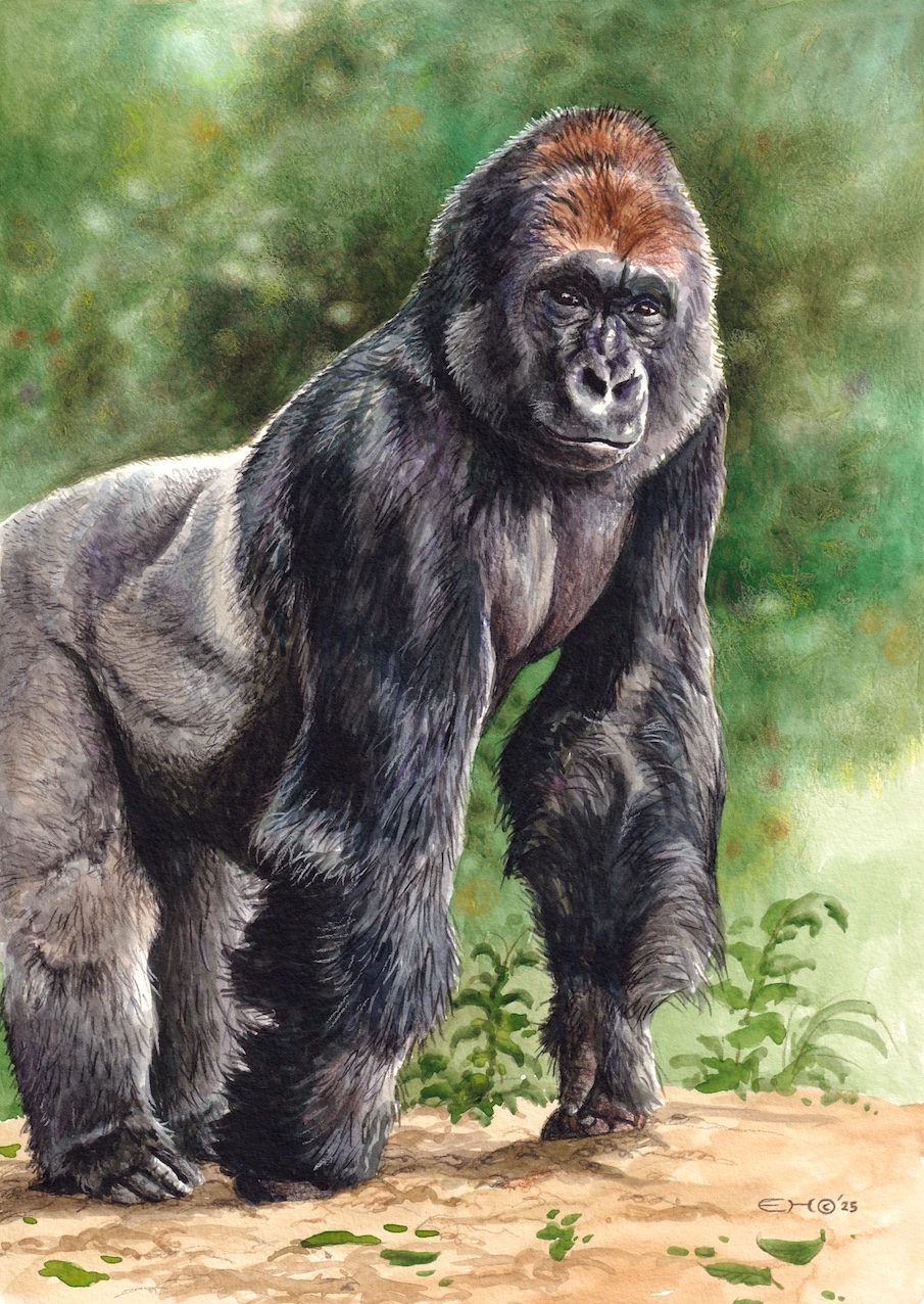 Gorilla - Esther van Hulsen