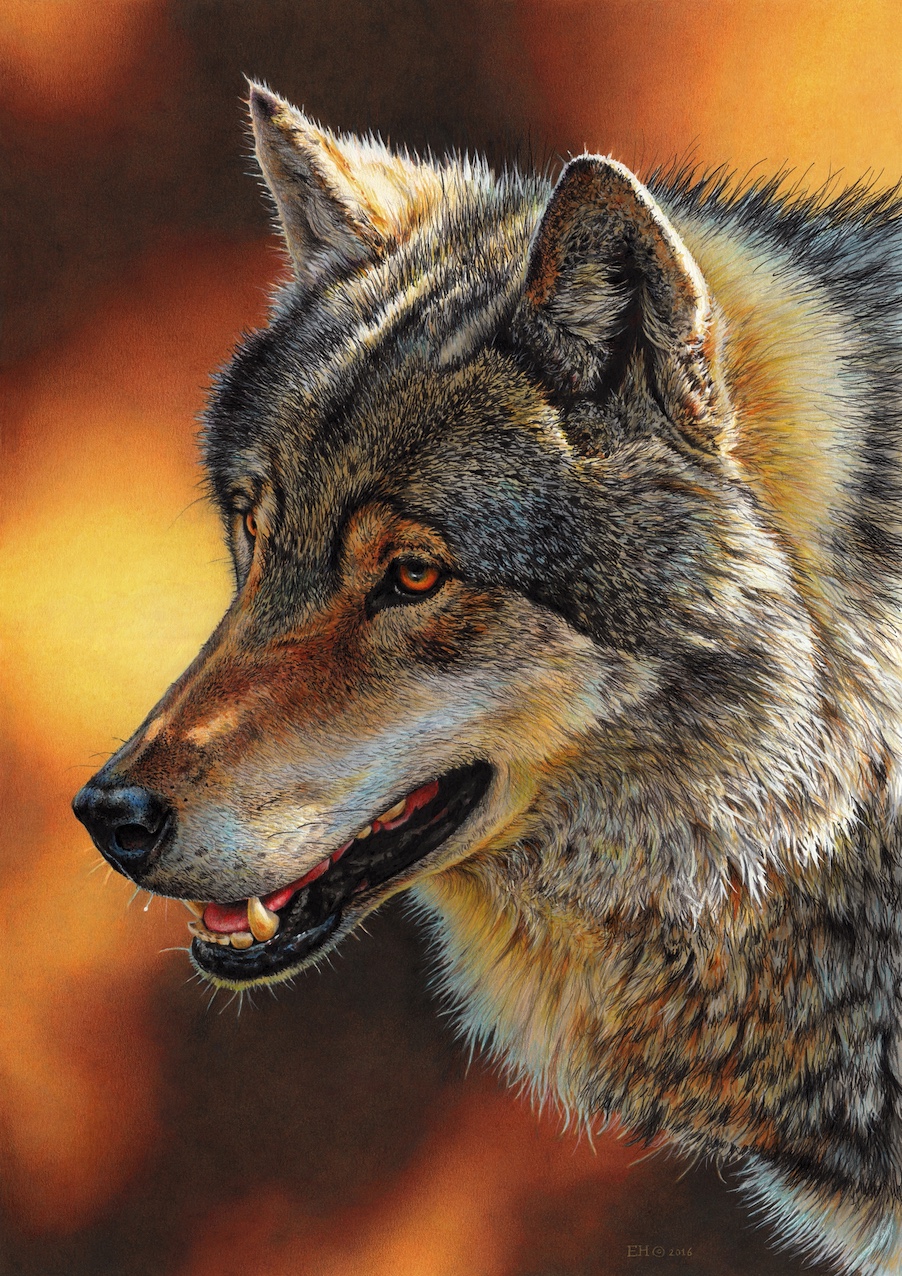 Grey Wolf Portrait - Esther van Hulsen