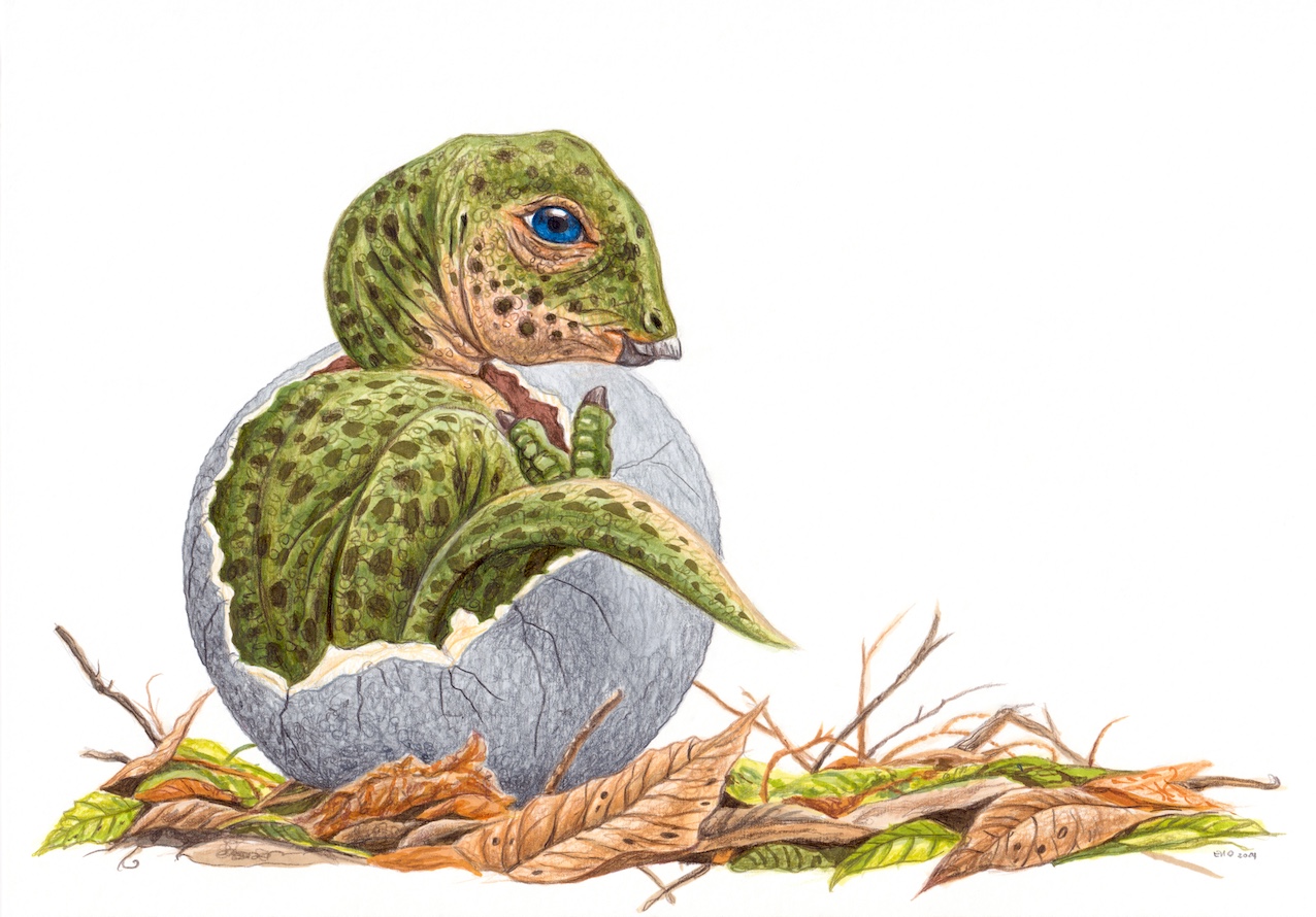 Baby Hypacrosaurus - Esther van Hulsen