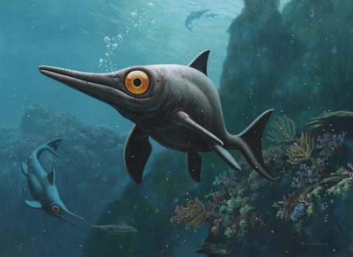 Young Ichthyosaurus - Esther van Hulsen