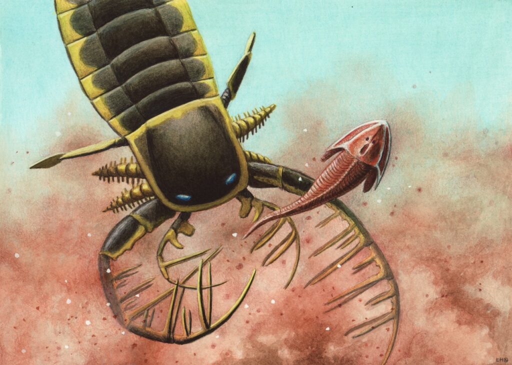 Mixopterus tries to catch Micraspis - Esther van Hulsen
