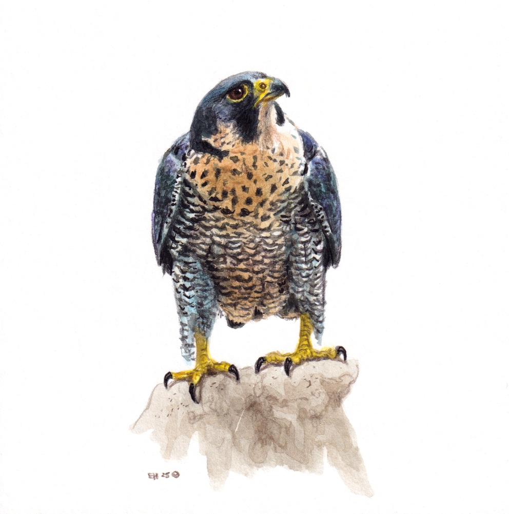 Miniature Peregrine Falcon - Esther van Hulsen