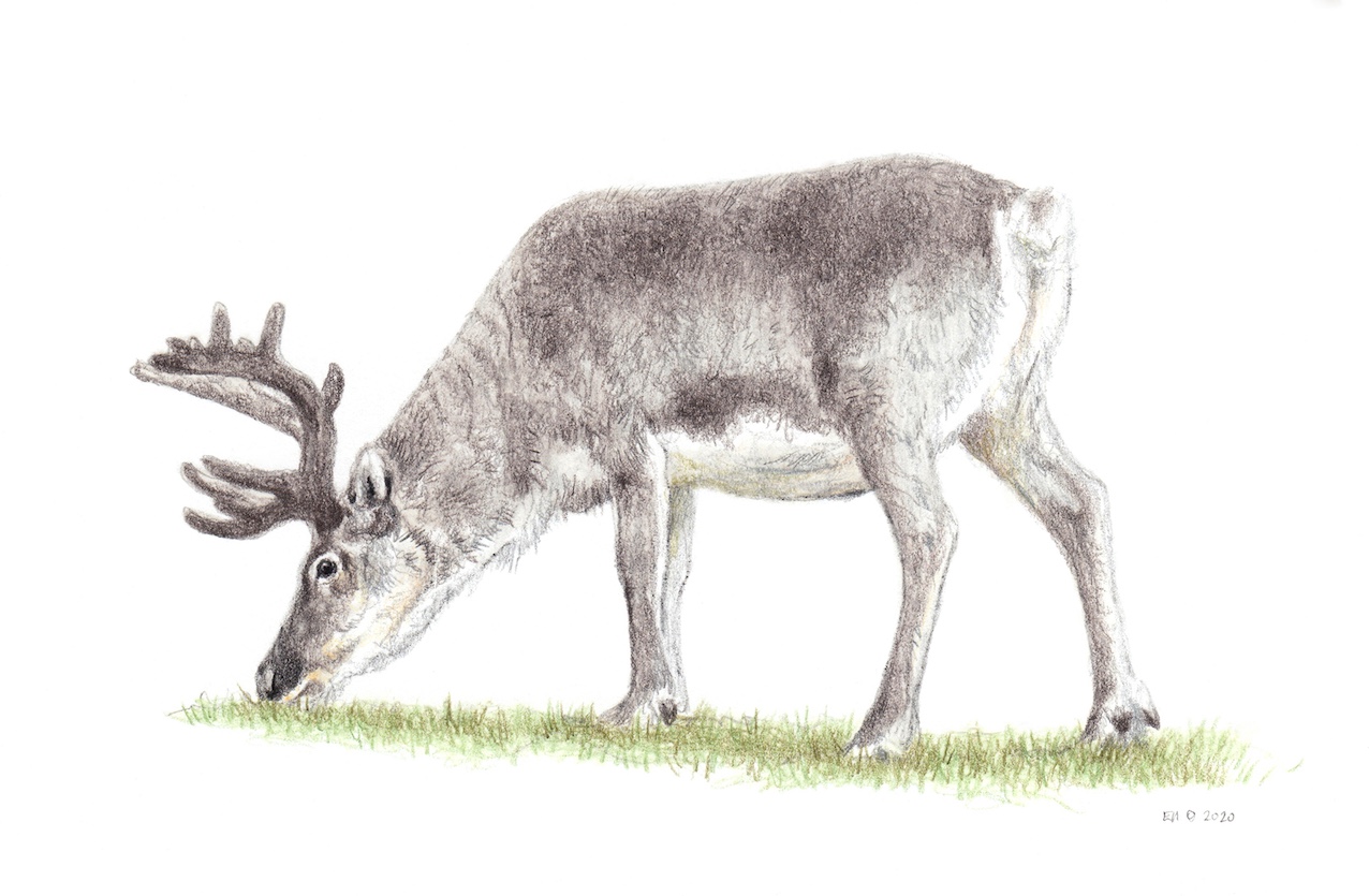 Svalbard Reindeer grazing - Esther van Hulsen