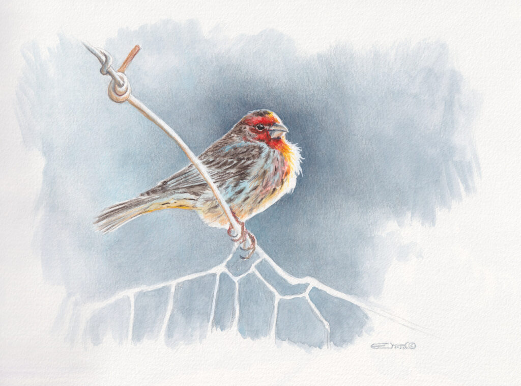 Rose Finch - Esther van Hulsen