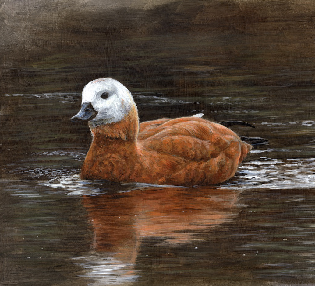 Ruddy Shelduck Swimming - Esther van Hulsen