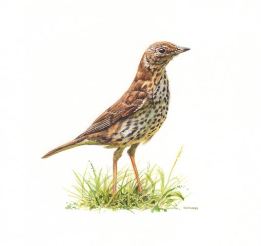 Song Thrush - Esther van Hulsen