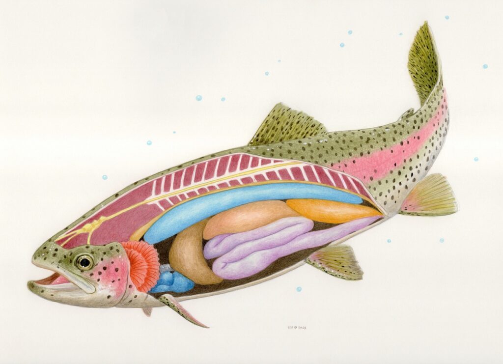Trout Anatomy - Esther van Hulsen