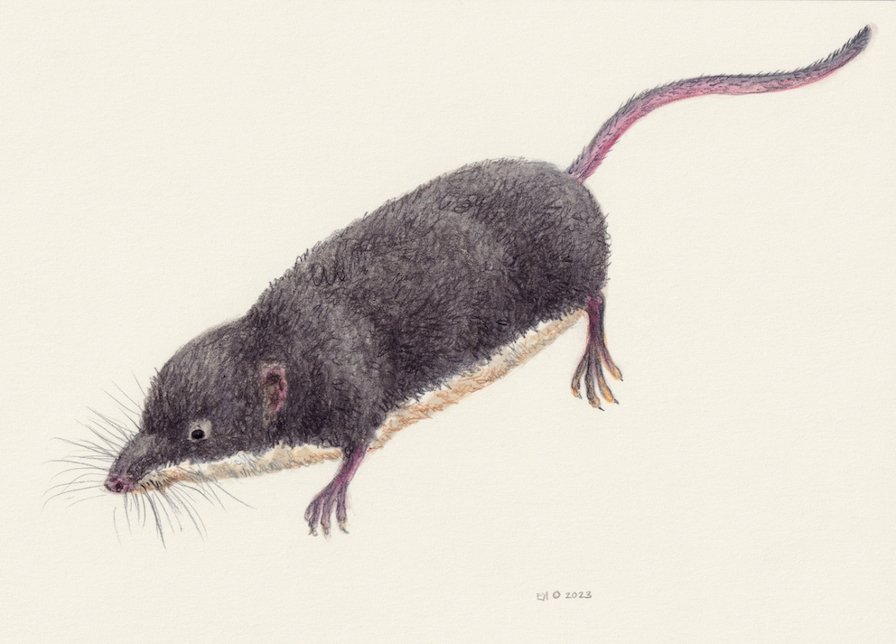 Eurasian Water Shrew - Esther van Hulsen