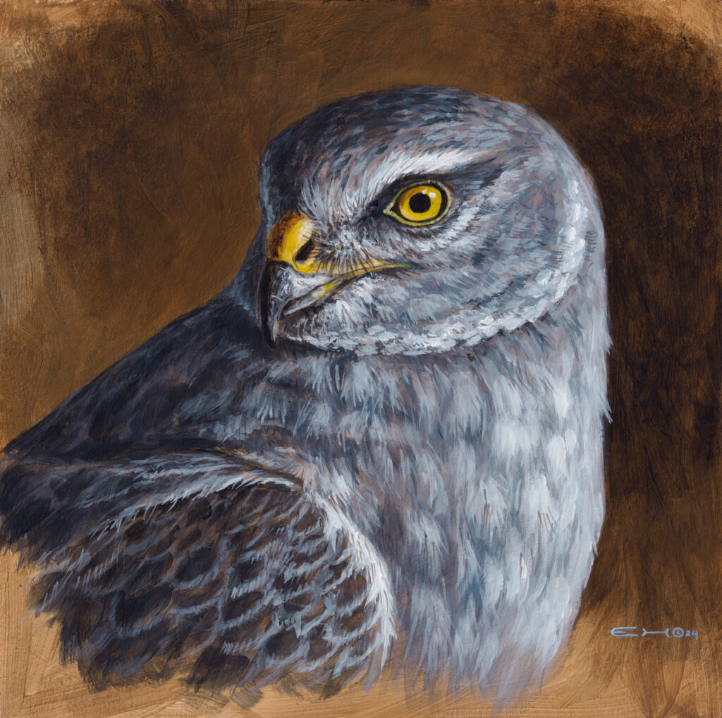 marsh harrier esther van hulsen - Esther van Hulsen