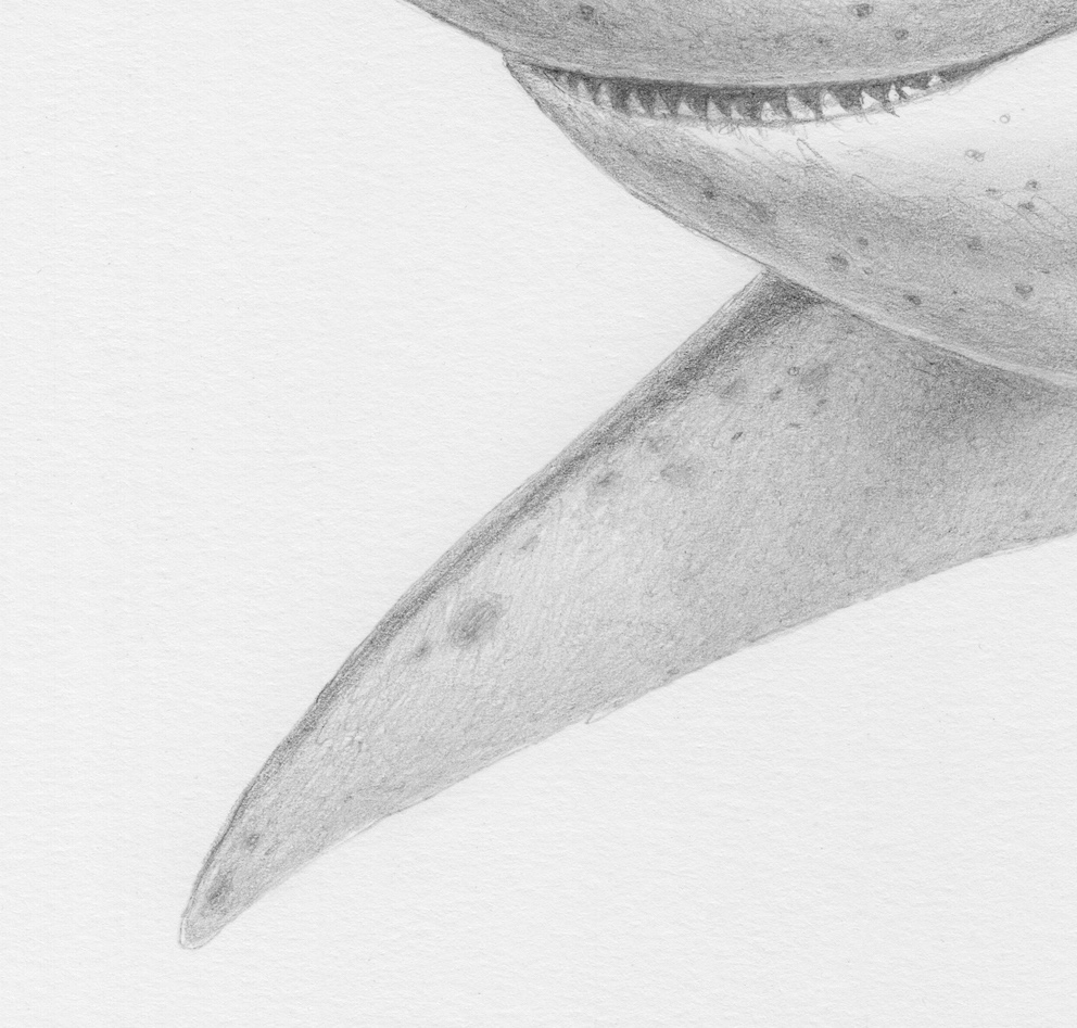 Prehistoric Shark - Esther van Hulsen