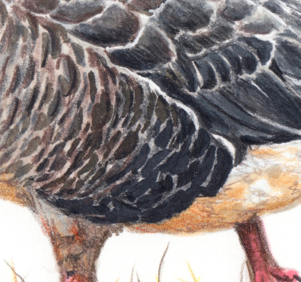 Pink-footed Goose - Esther van Hulsen