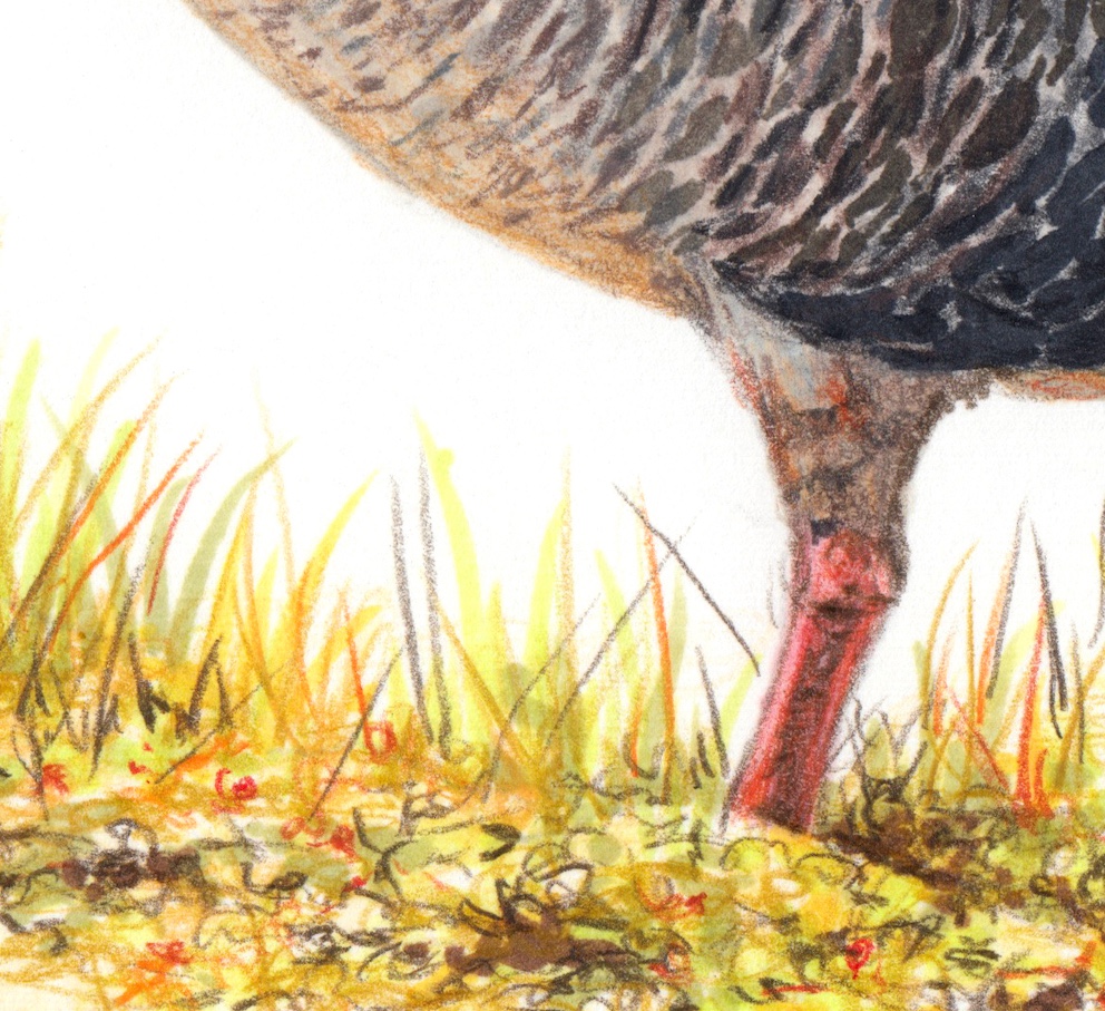 Pink-footed Goose - Esther van Hulsen