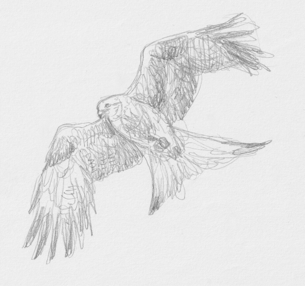 Red Kite Flying - Esther van Hulsen