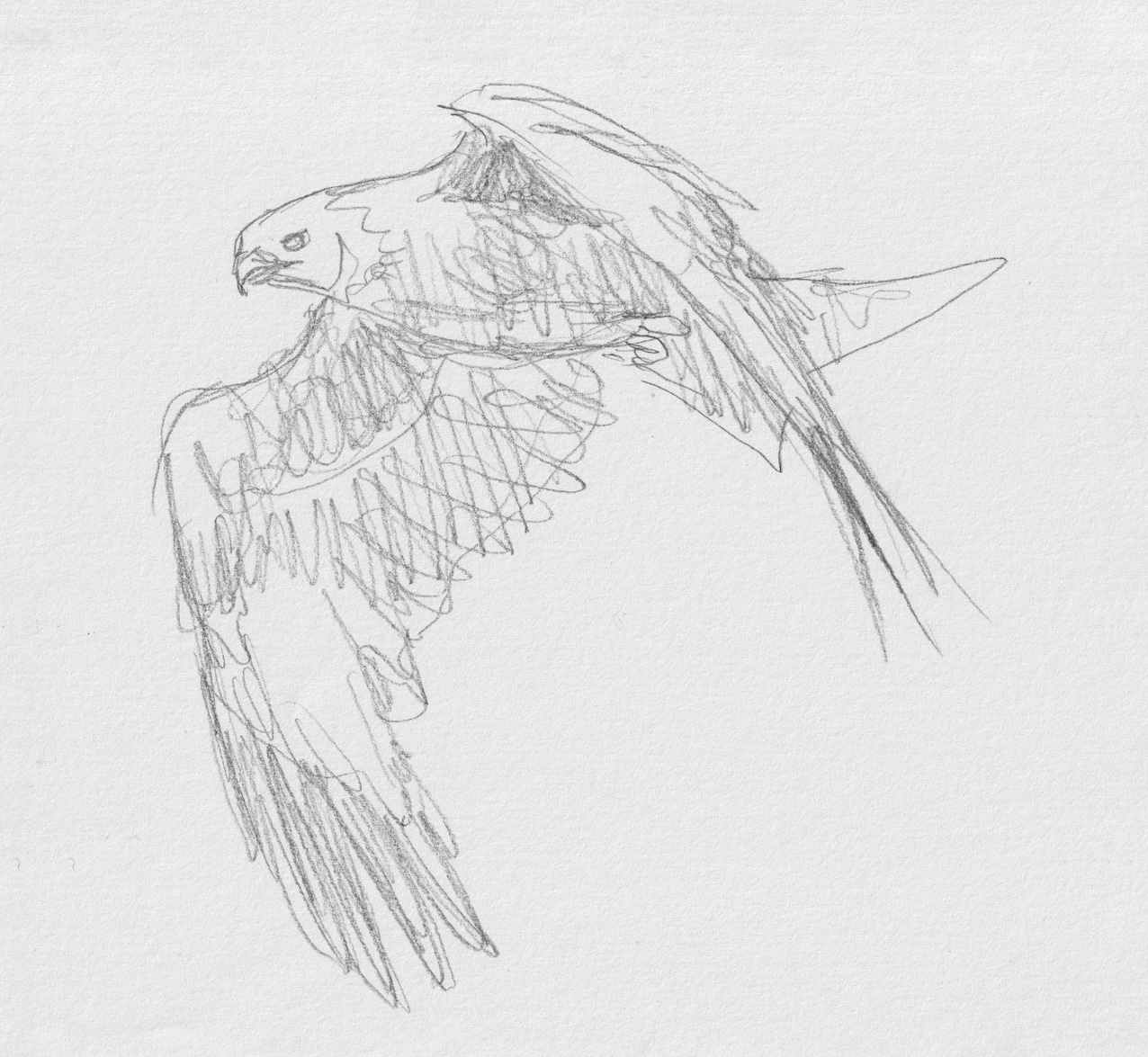 Red Kite Flying - Esther van Hulsen