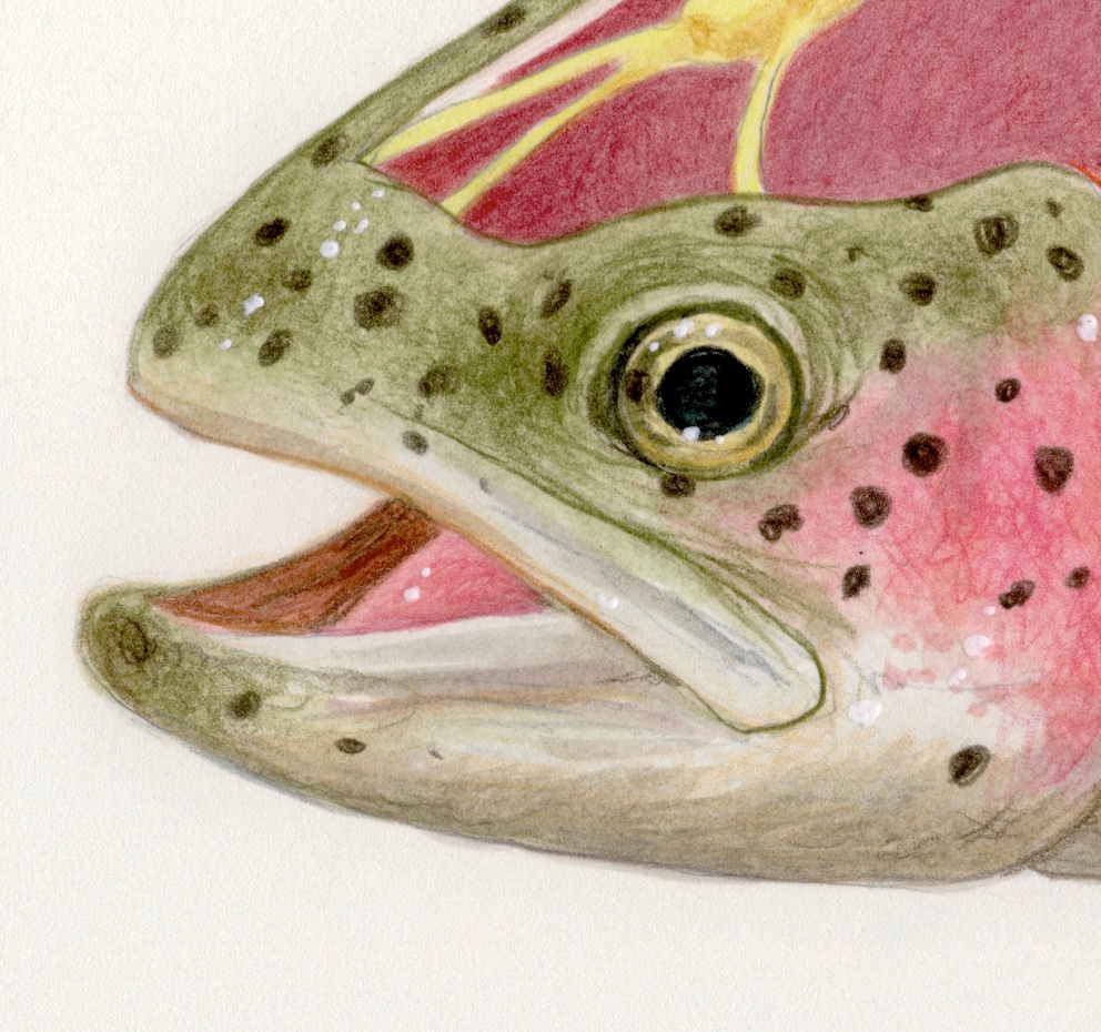 Trout Anatomy - Esther van Hulsen