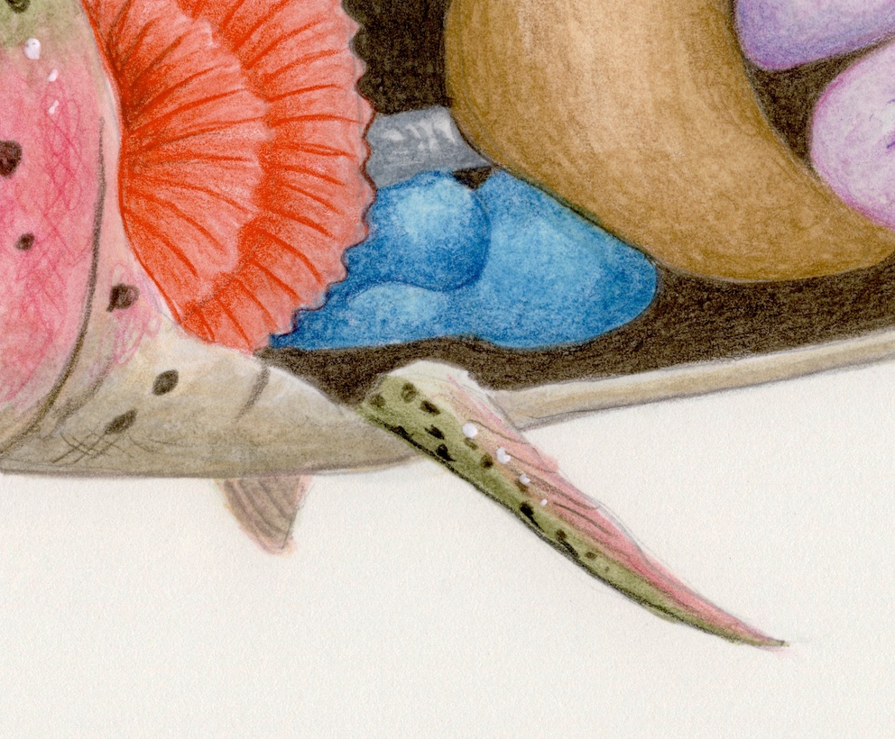 Trout Anatomy - Esther van Hulsen